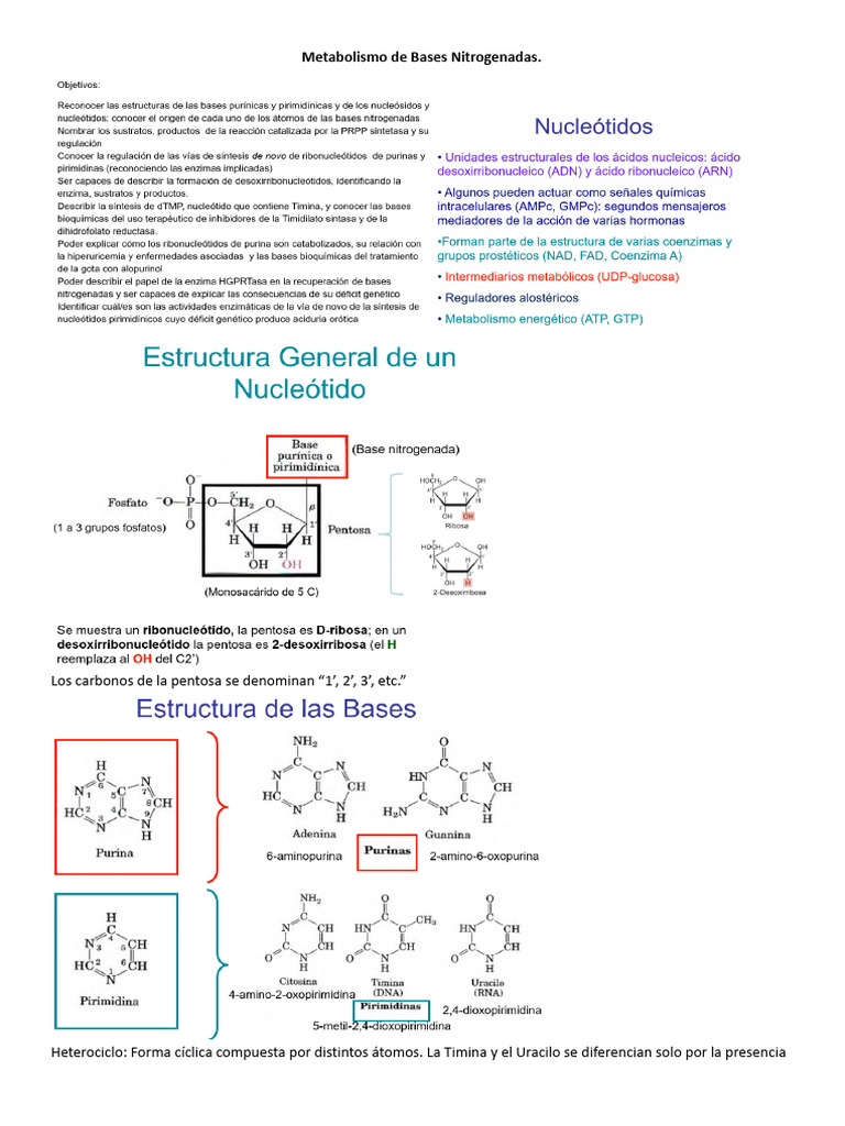Metabolismo de Bases Nitrogenadas | PDF