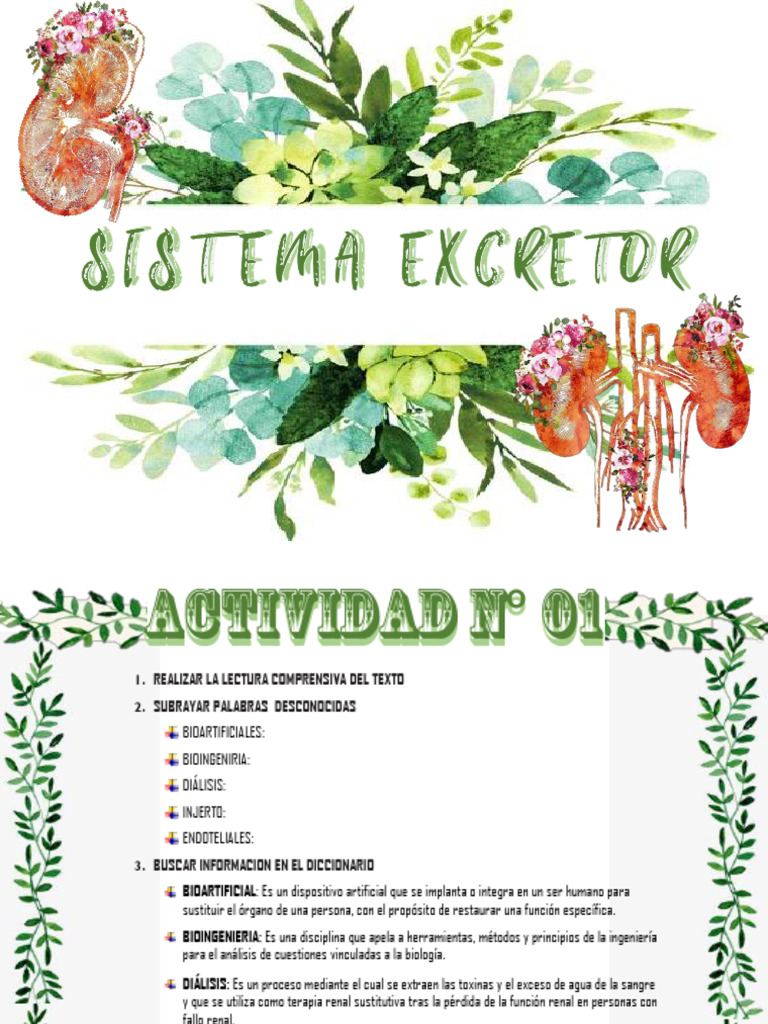 Tarea 08 - Sistema Excretor | PDF