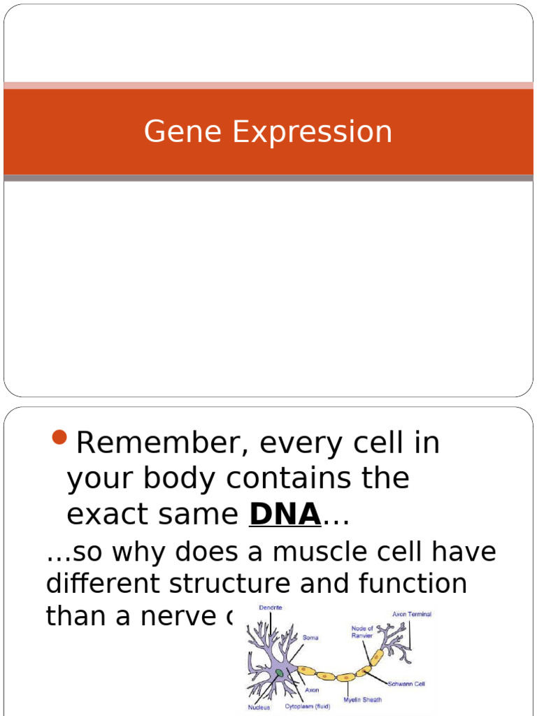 Gene Expression | PDF