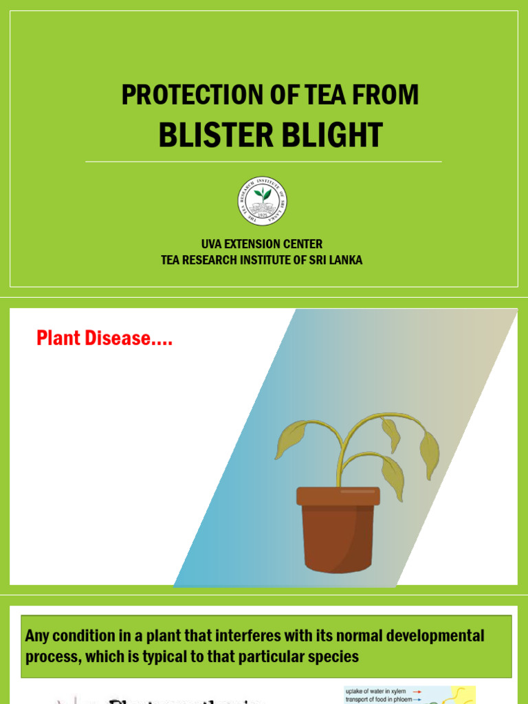 BLister Blight Control Stratergies | PDF