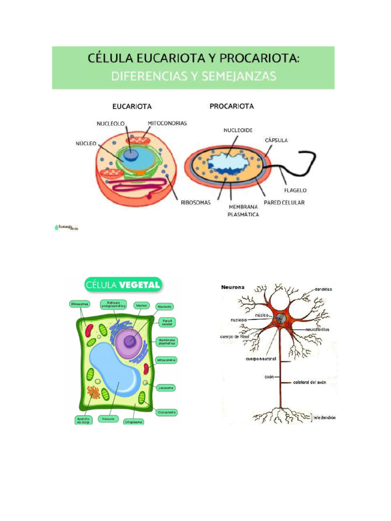 Biología Saday | PDF