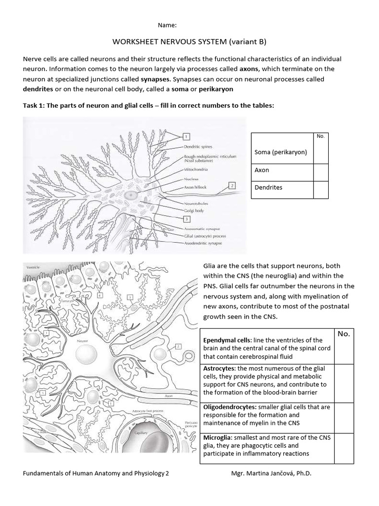 Worksheet Nervous System - Variant B | PDF
