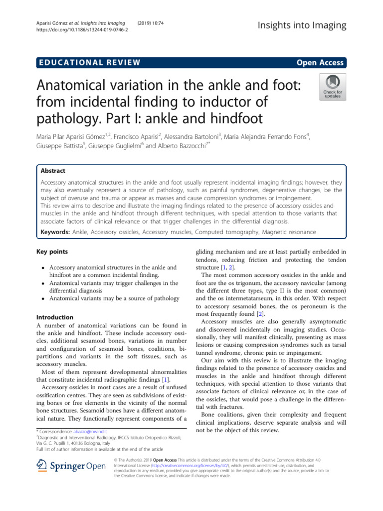 ART Anatomical Variation Part I Ankle and Hindfoot | PDF