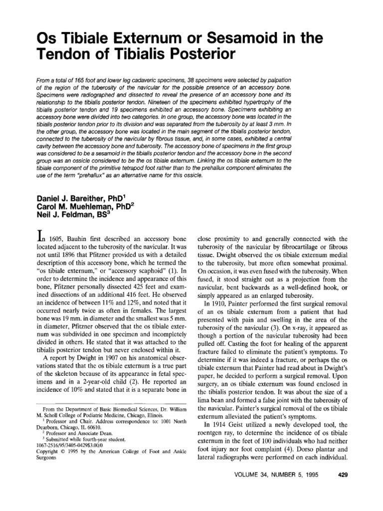 Os Tibiale Externum or Sesamoid in The | PDF