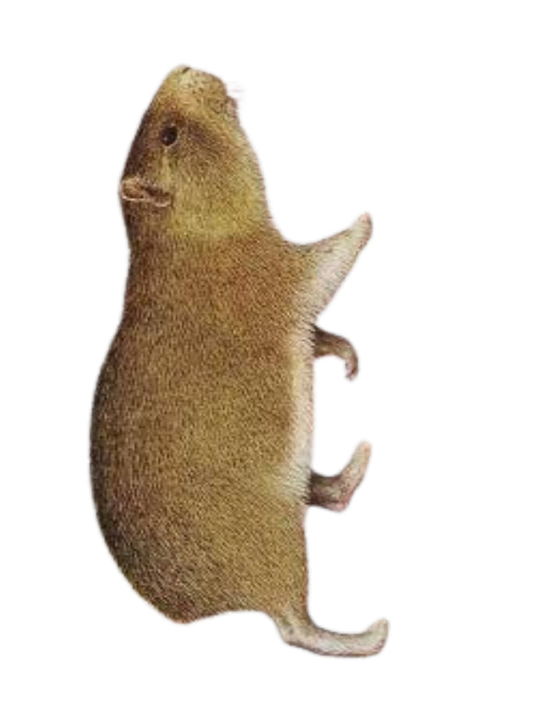 animales de junin | PDF