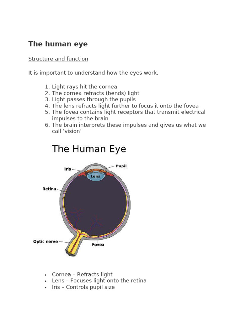The Human Eye | PDF