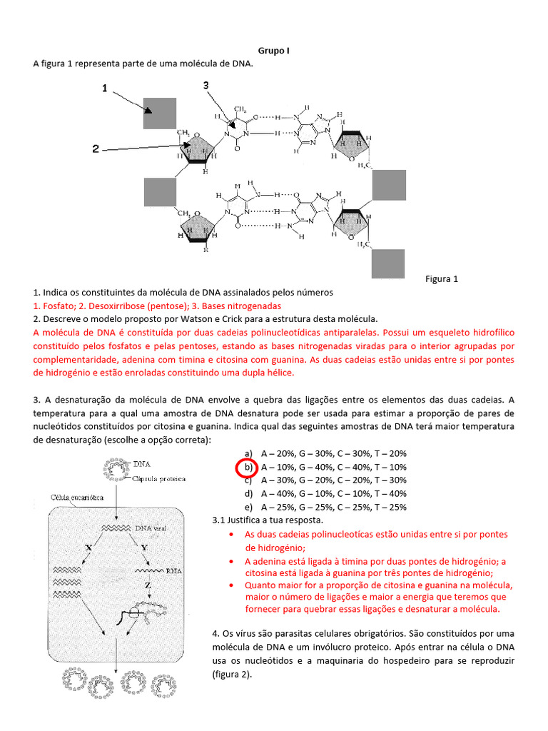 Ficha trabalho DNA_CC | PDF
