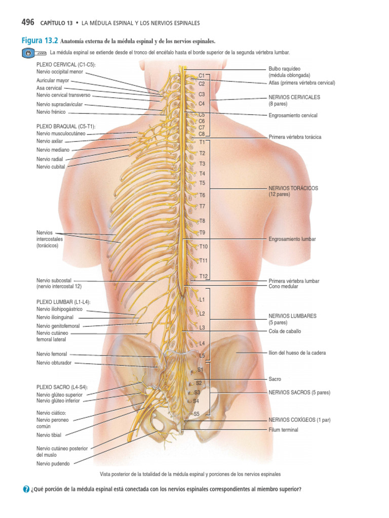 Nervios Espinales | PDF