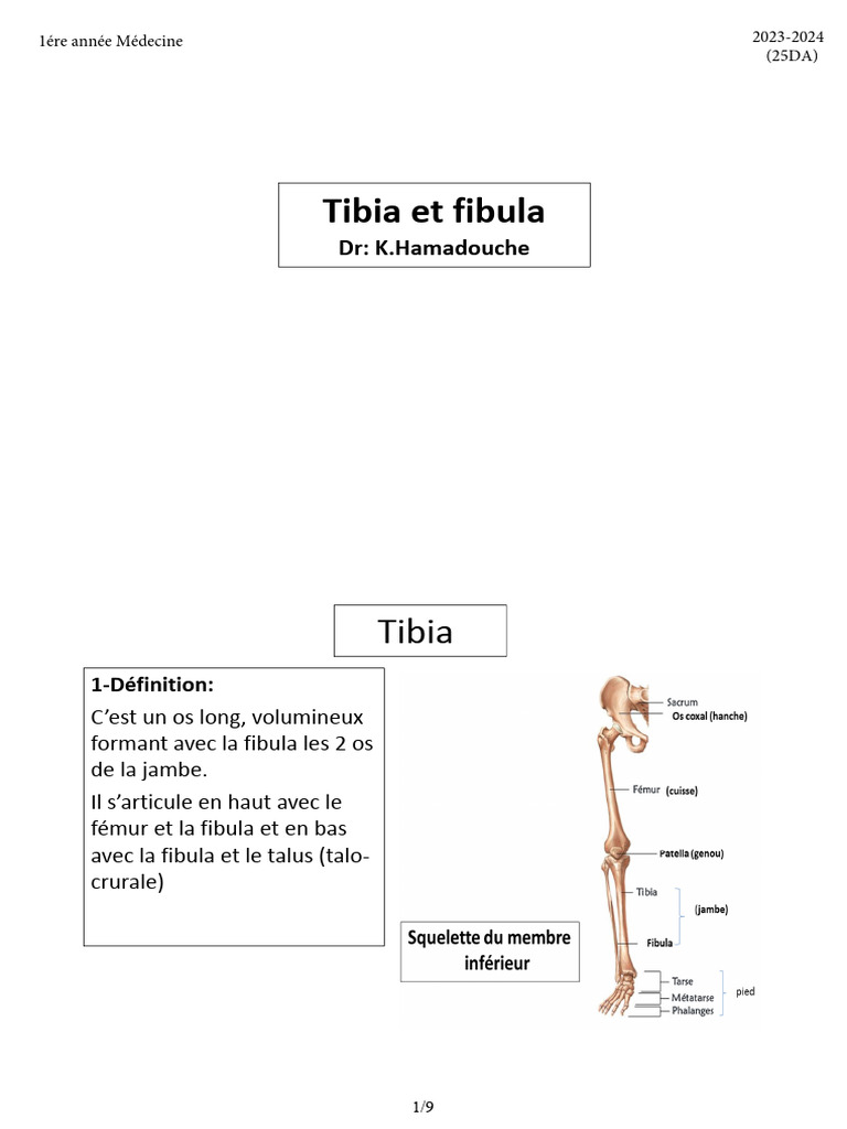 27-Tibia et fibula 1 | PDF