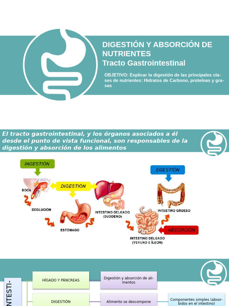 Disgestion y Absorcion de Nutrientes 1 | PDF