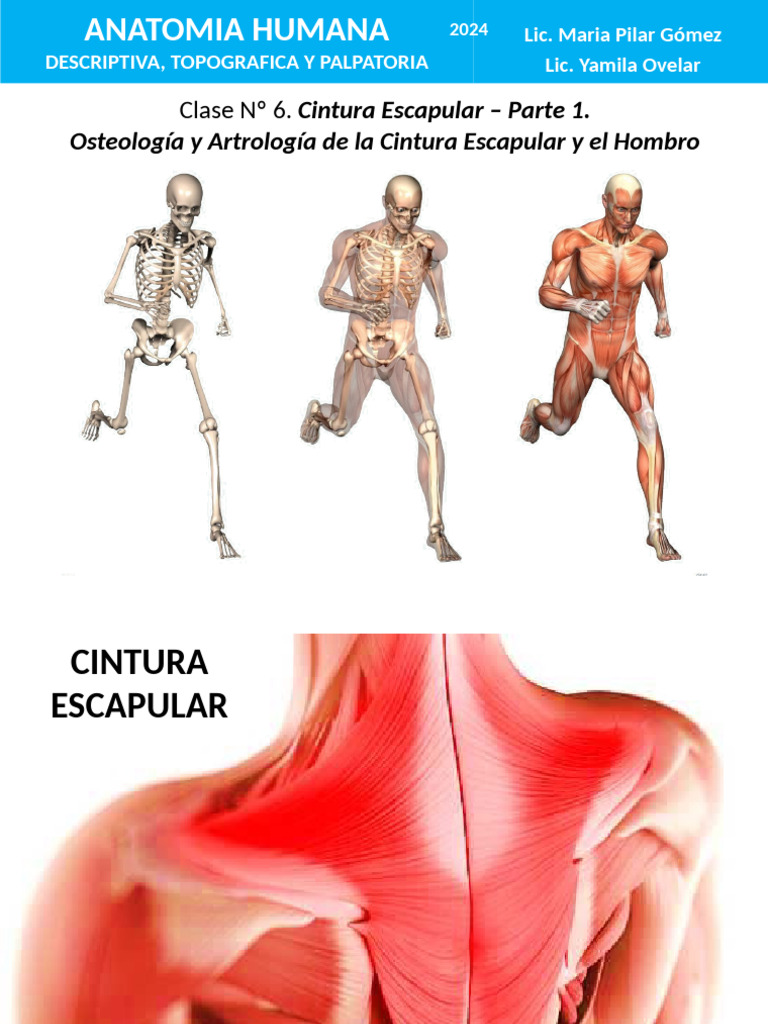 Clase - 06 - Cintura - Escapular - Parte - 1 - Osteologia - y ...