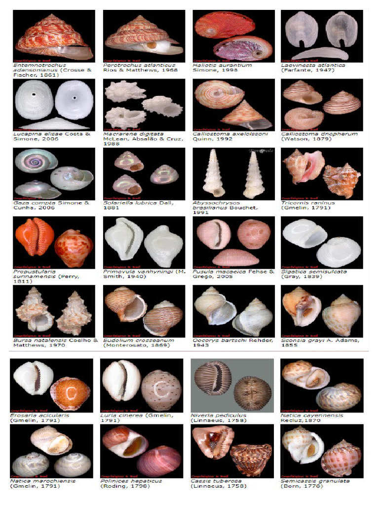 25 Conchas..... | PDF