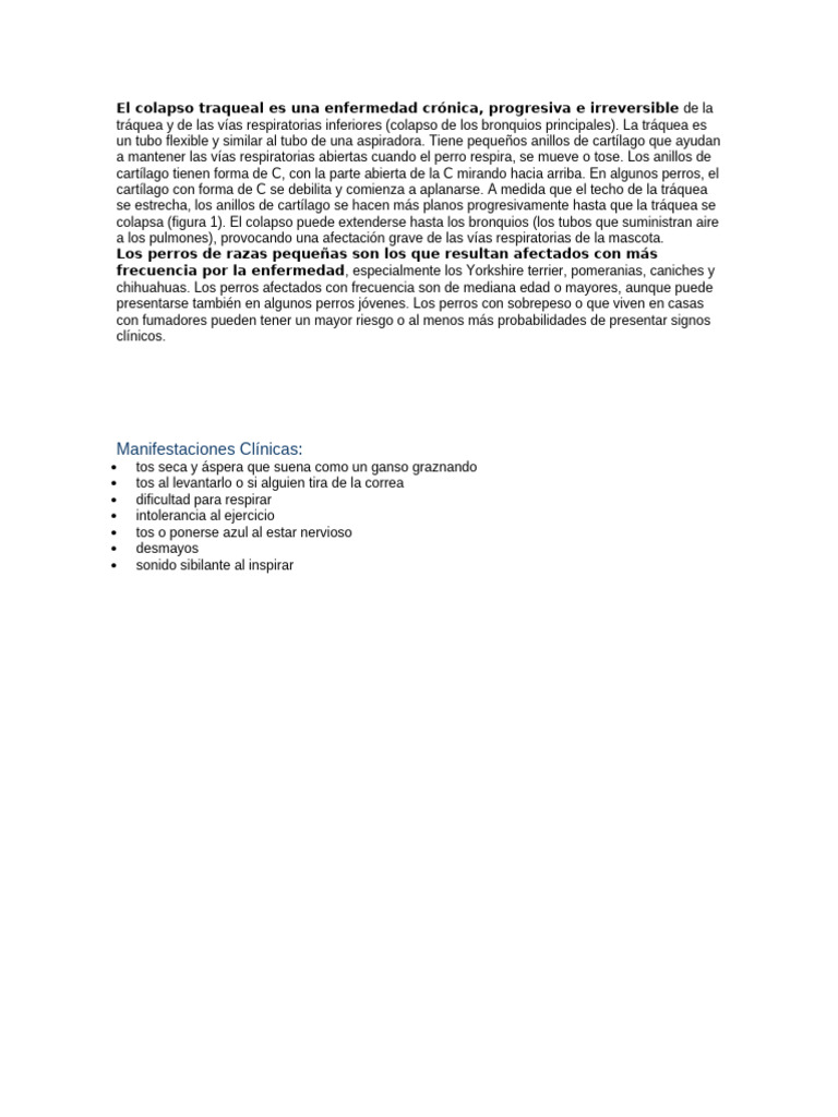 El Colapso Traqueal Es Una Enfermedad Crónica | PDF