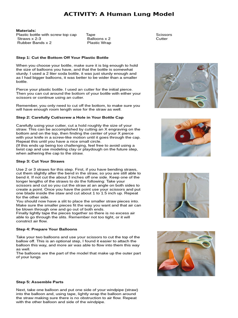 Activity - A Human Lung Model | PDF
