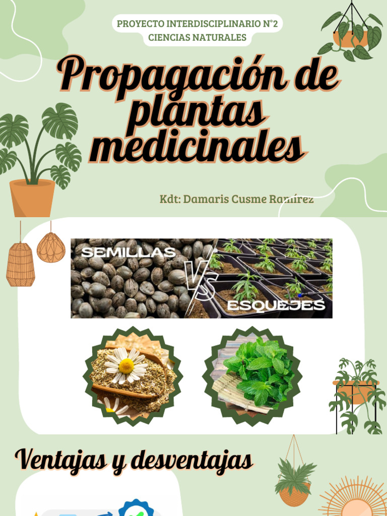 Propagación de Plantas Medicinales - Cusme | PDF
