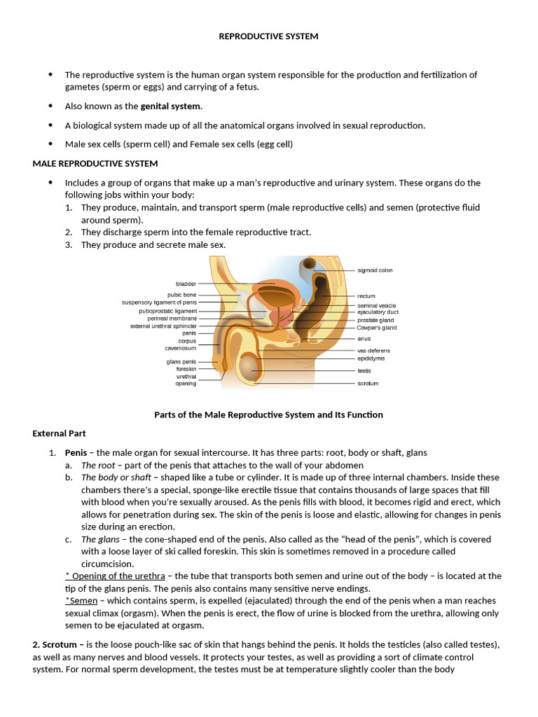 Fact Sheets (Cot3) | PDF