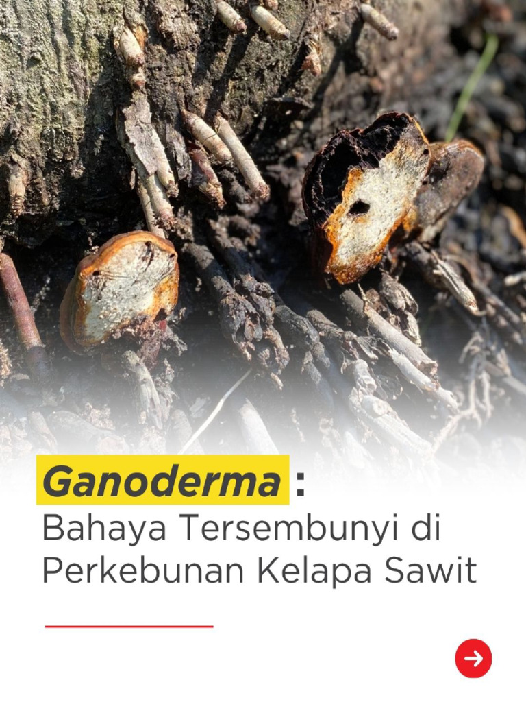 Ganoderma_ Bahaya Tersembunyi di Perkebunan Kelapa Sawit | PDF