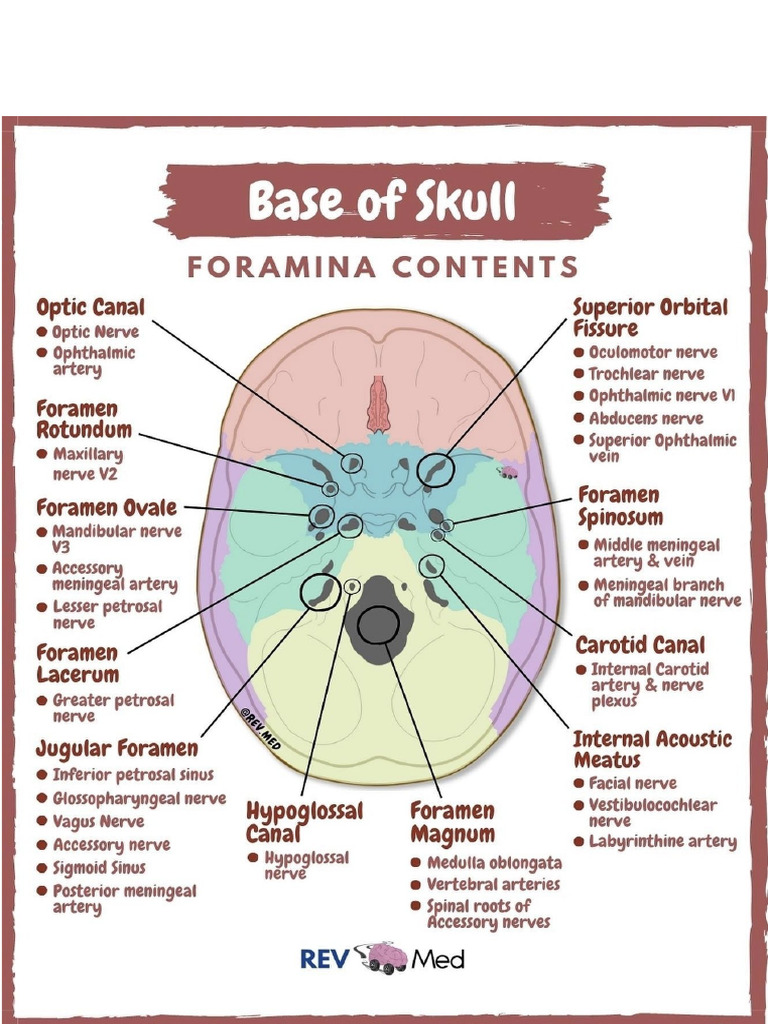 Foramenes Base Craneo | PDF