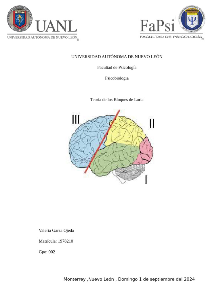 Teoría de Los Bloques de Luria | PDF | Lóbulo temporal | Lóbulo occipital