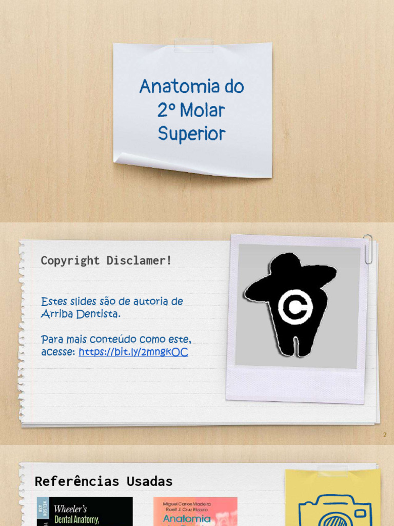 Anatomia Segundo Molar Superior | PDF