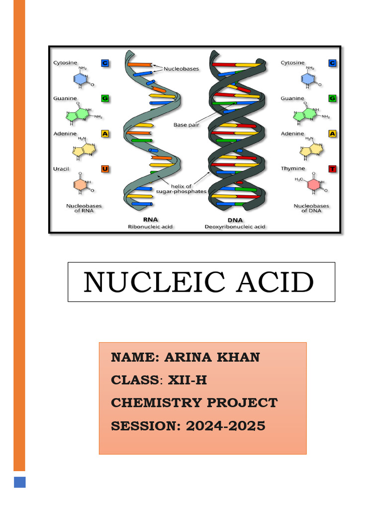 Structure of DNA PDF | PDF