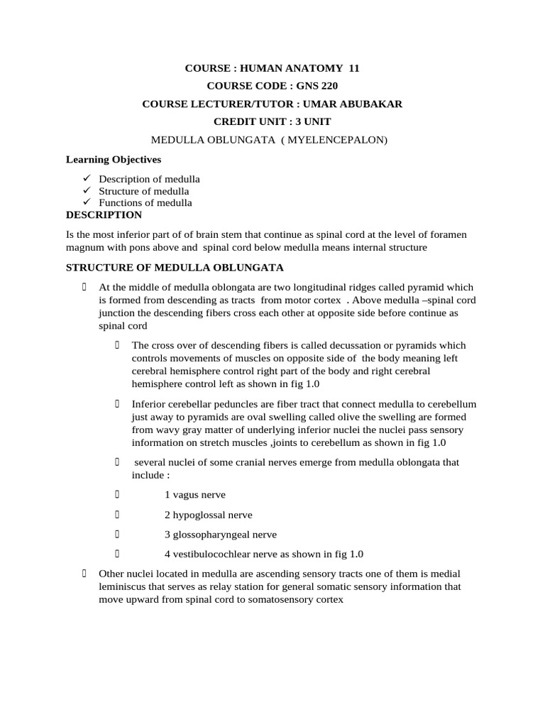 Medulla | PDF