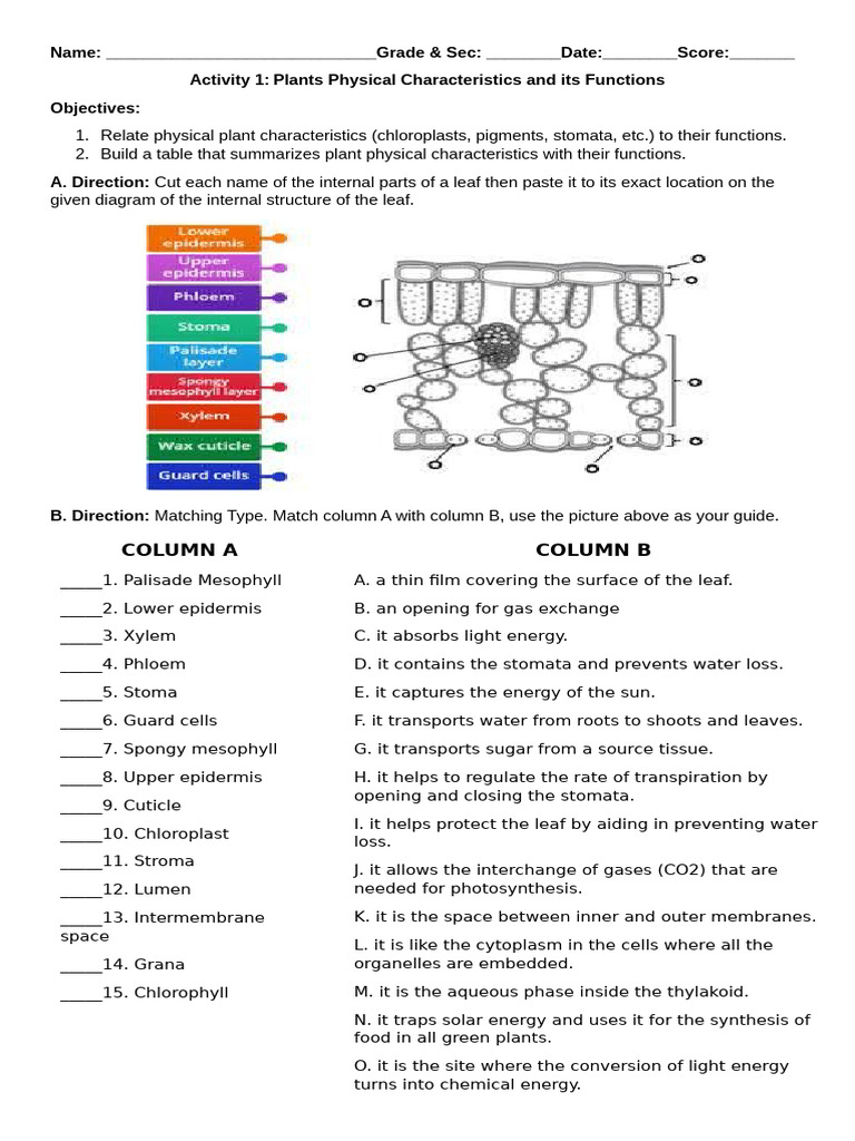 Plant Physical Characteristics and Functions | PDF | Leaf | Chloroplast