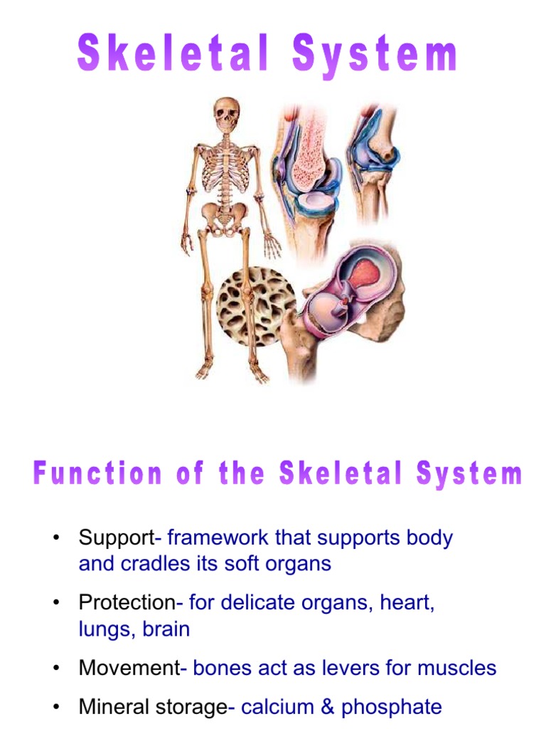011 Skeletal System | PDF