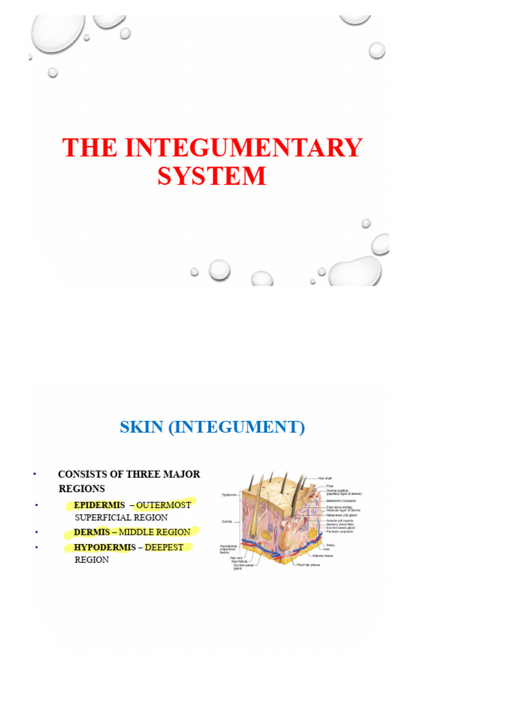 The Integumentary System | PDF