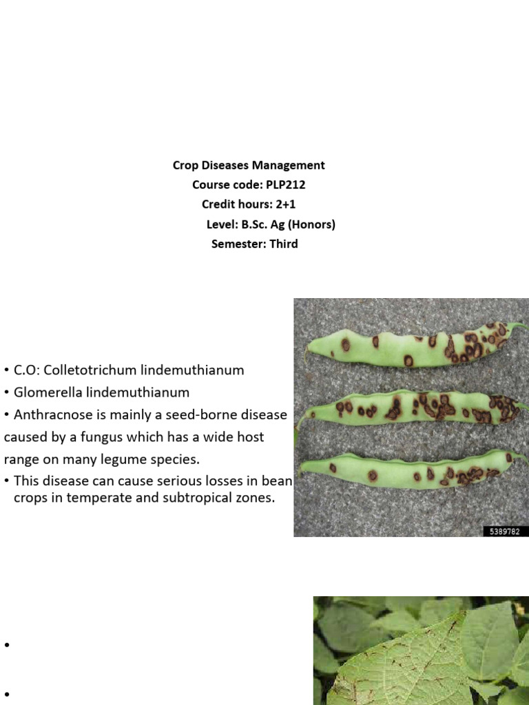 Anthracnose of Bean, Die Back and Leaf Spot of Chilli | PDF