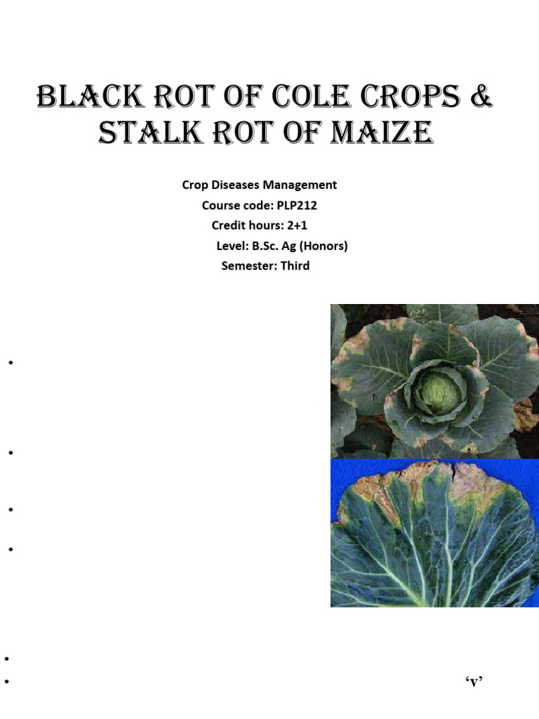 Black Rot of Cole Crops &stalk Rot of Maize | PDF