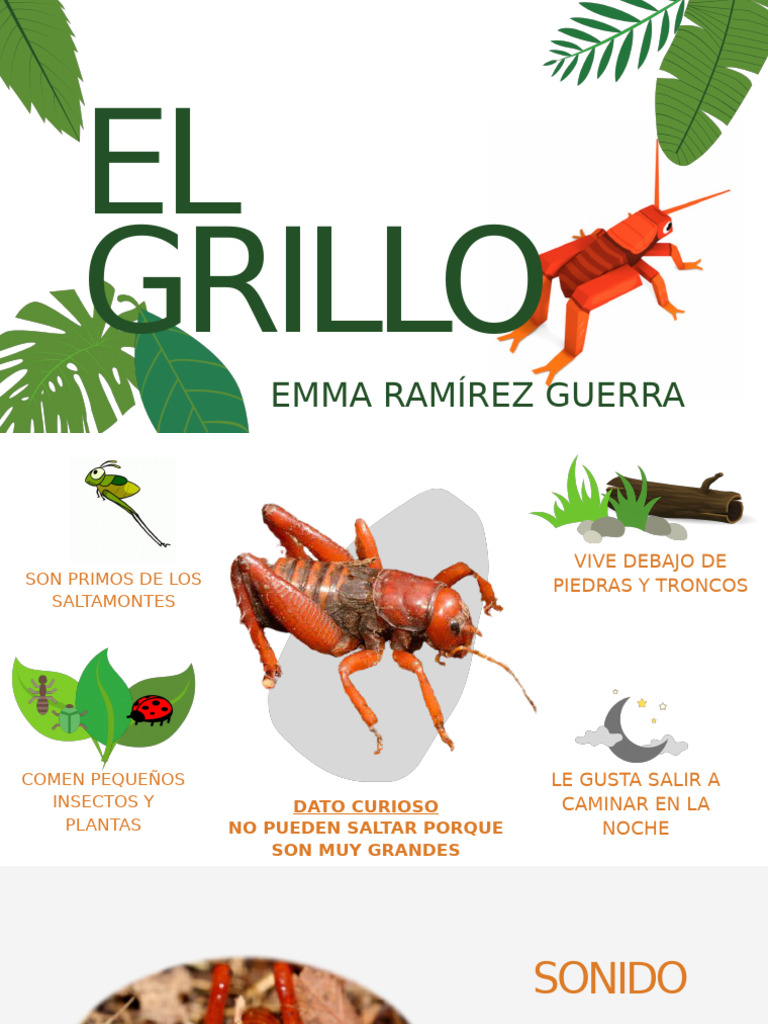 El Grillo | PDF