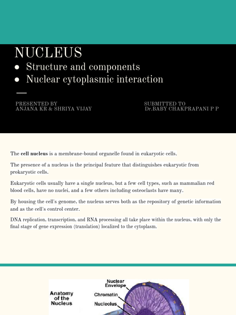 NUCLEUS Structure and Components Nuclear Cytoplasmic Interaction | PDF