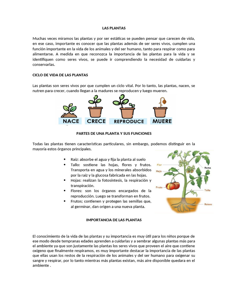 Las Plantas Fichas | PDF