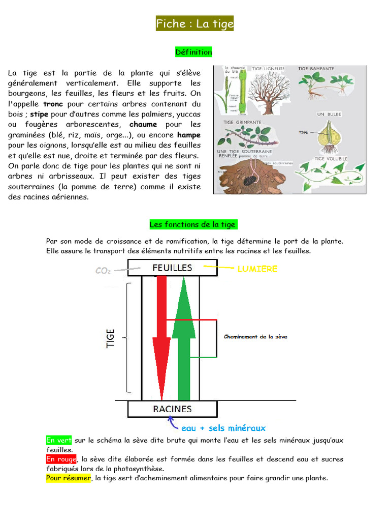 Fiche Tige | PDF