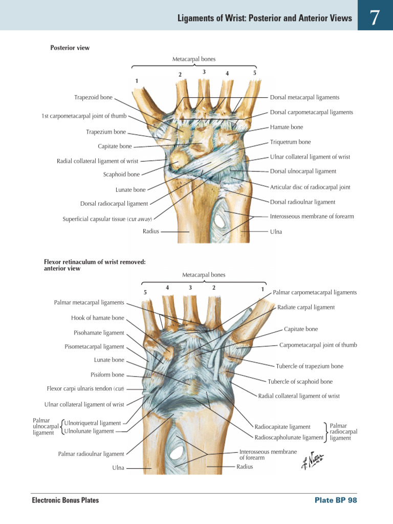 Ligaments of Wrist: Posterior and Anterior Views | PDF