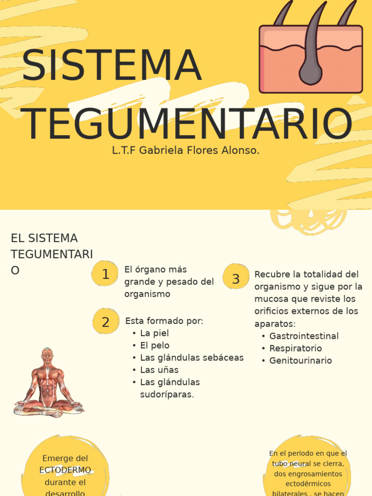 Tema 4 Sistema Tegumentario | PDF