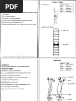 Botany Lab Manual 2025 Edition | PDF | Mitosis | Plant Stem