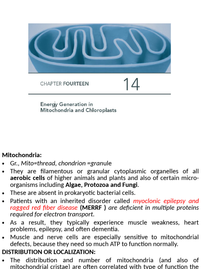 Mitochondria | PDF