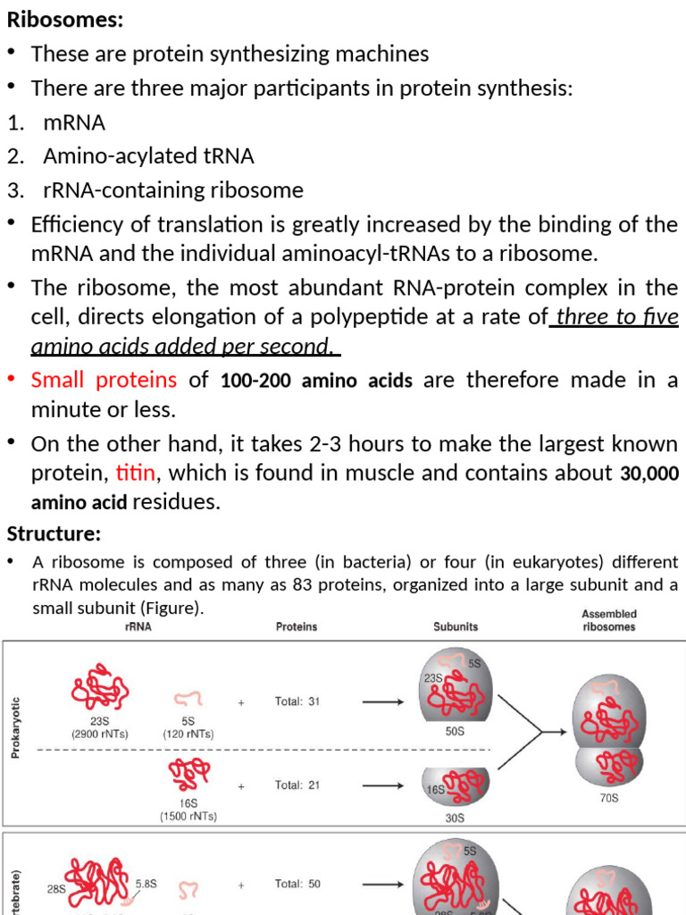 Ribosomes | PDF