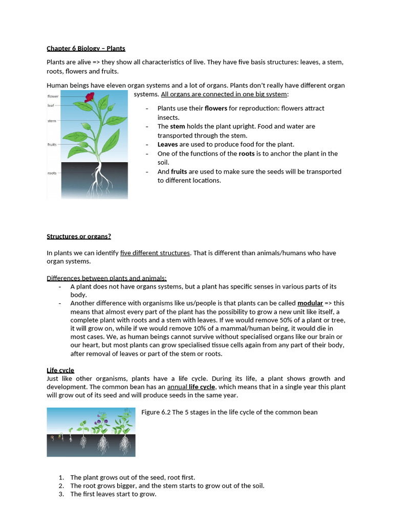 Chapter 6 Biology - Plants | PDF | Flowers | Pollination