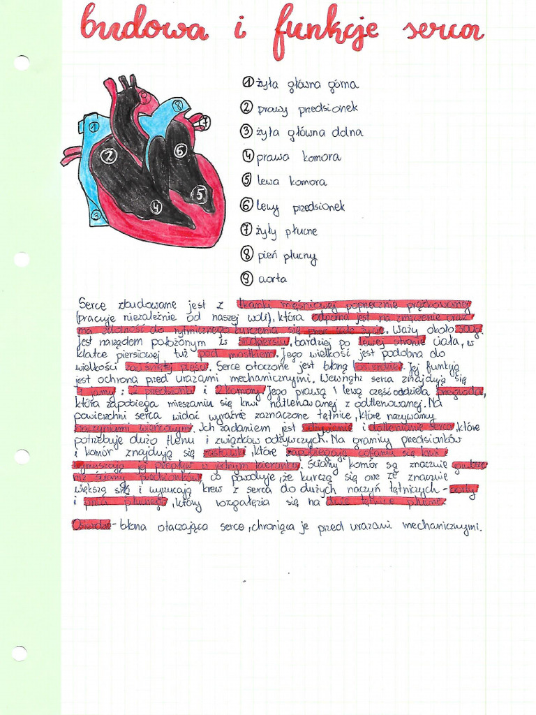 Budowa I Funkcje Serca | PDF