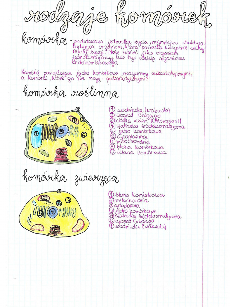 Rodzaje Komórek | PDF