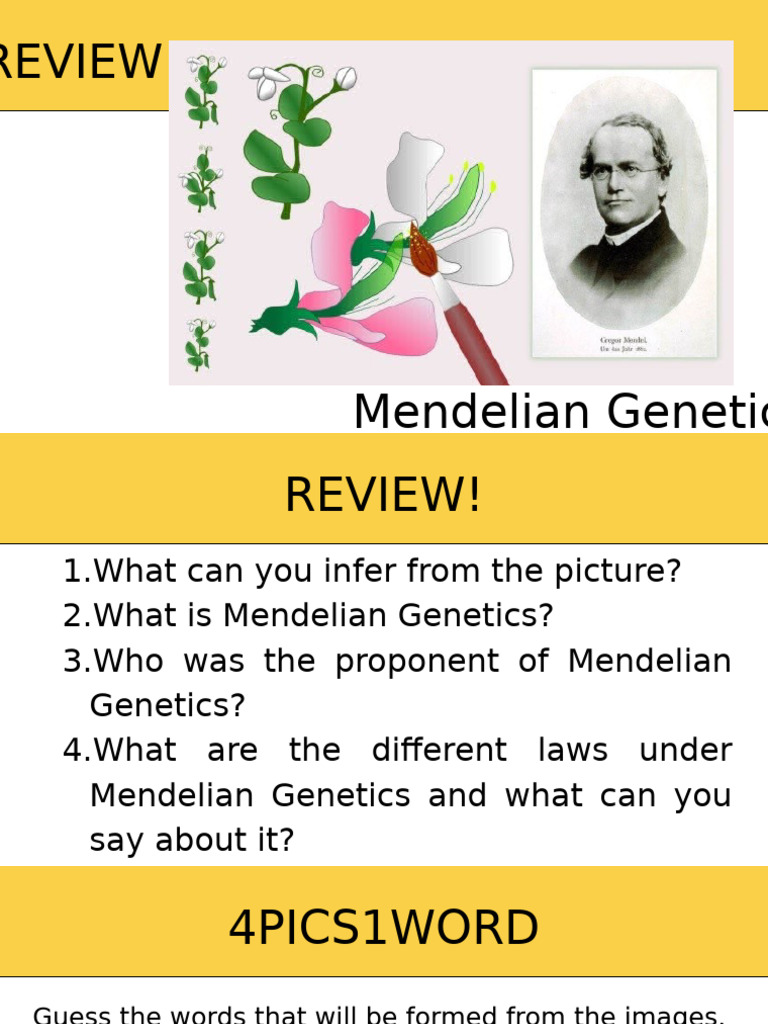 Monohybrid Cross | PDF