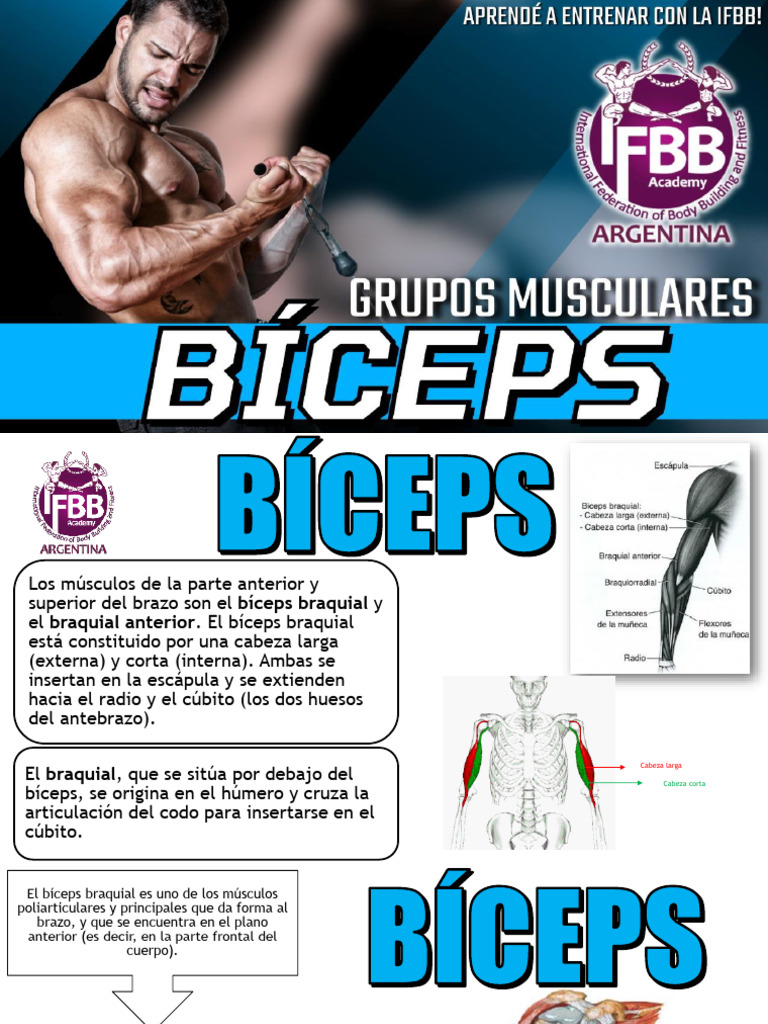 BICEPS | PDF