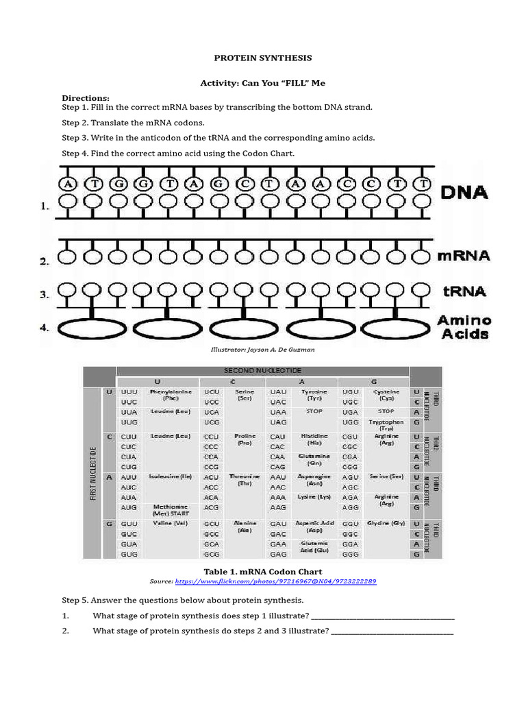 Protein Synthesis Activity | PDF