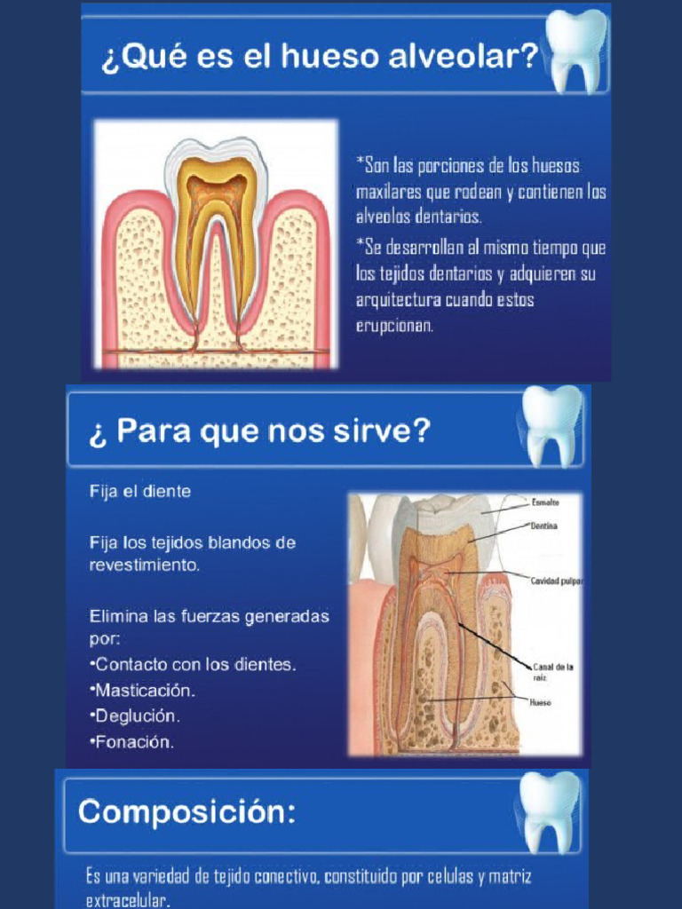 Hueso Alveolar | PDF
