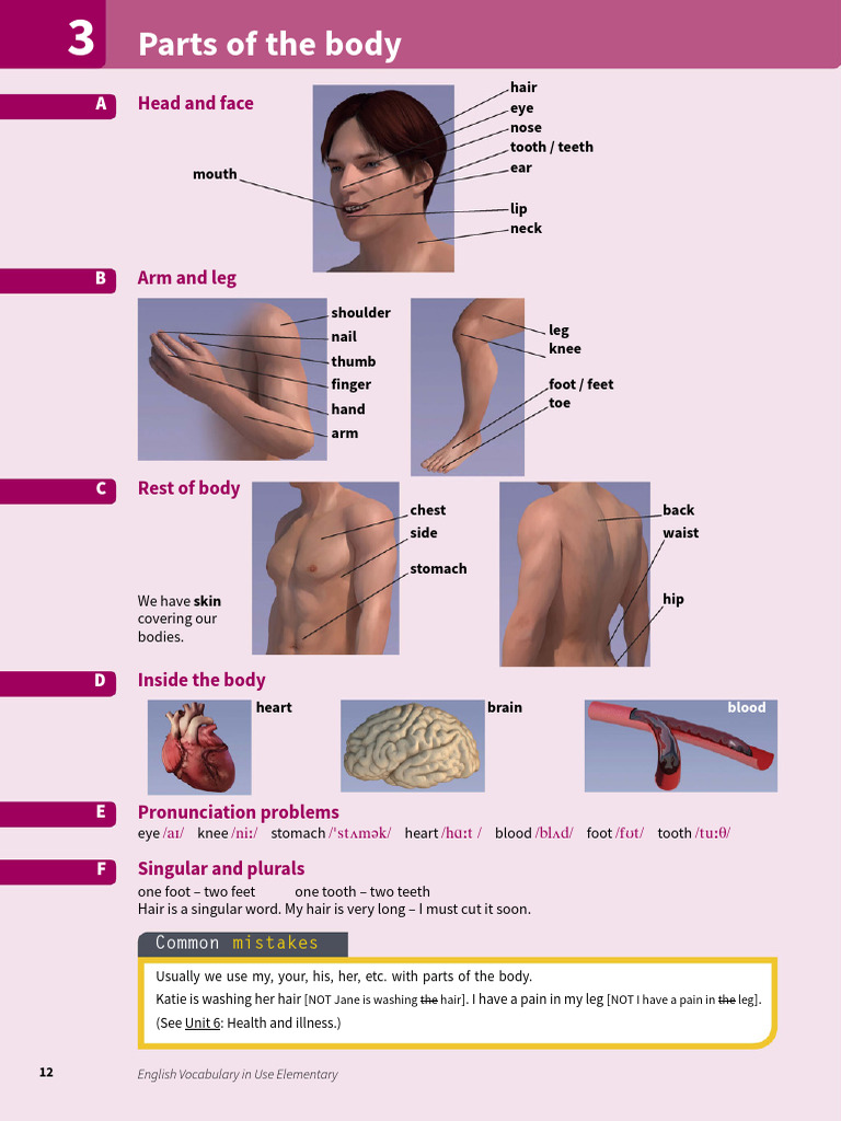 Body Parts Key | PDF
