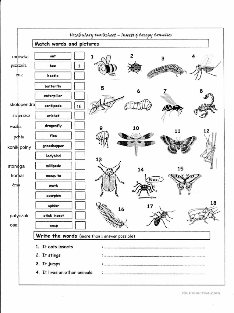 Insects 2 | PDF