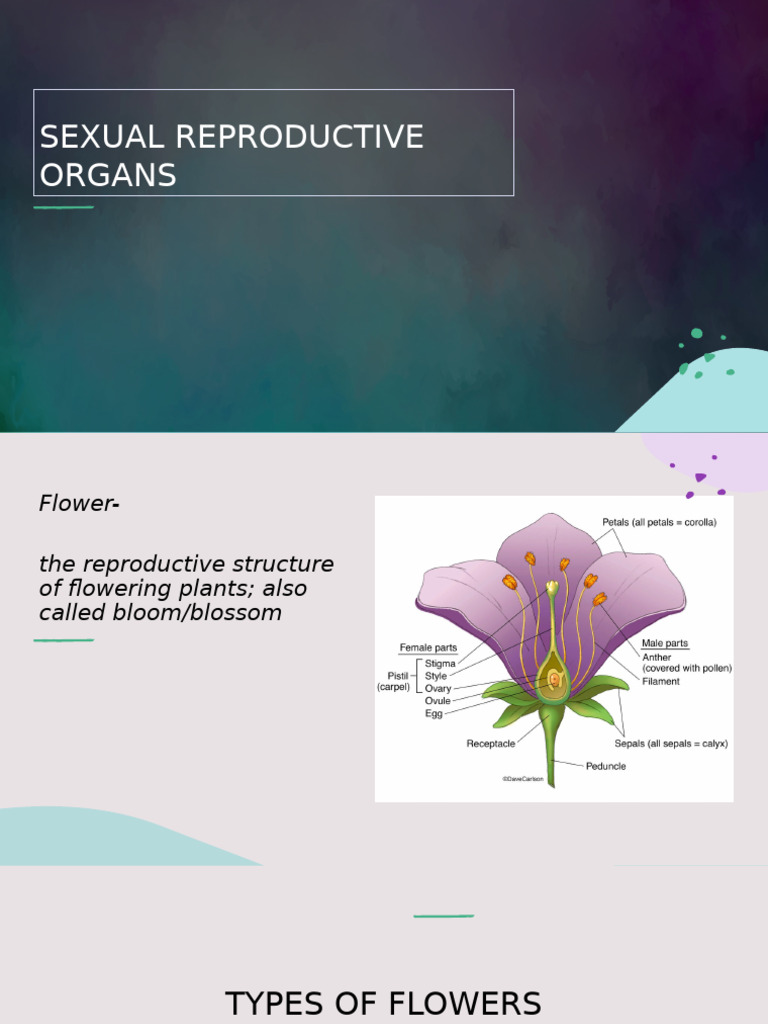 PRESENTATION III Botanical Classification | PDF